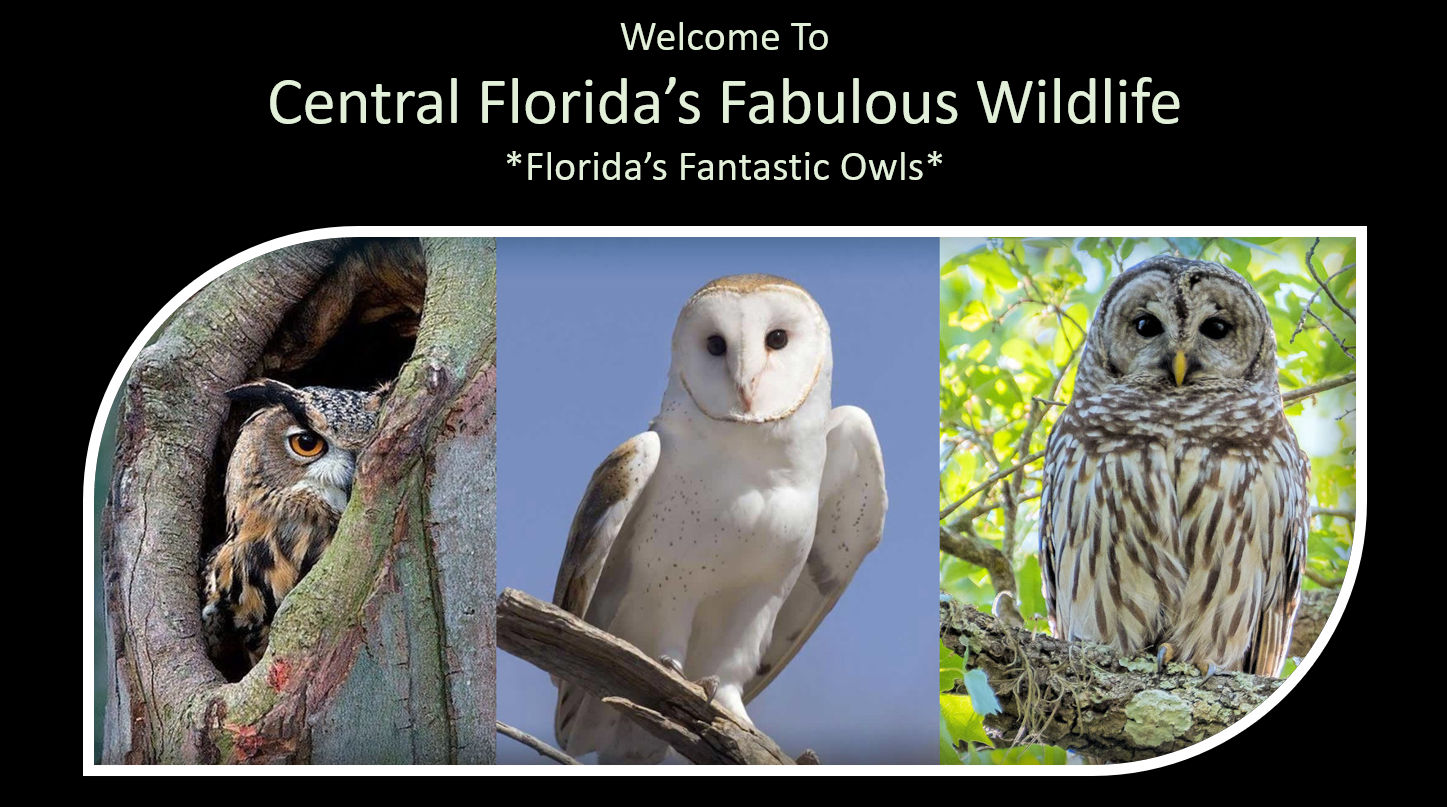 Off to Give a #WildlifeTalk Today – #FloridasFantasticOwls – # ...